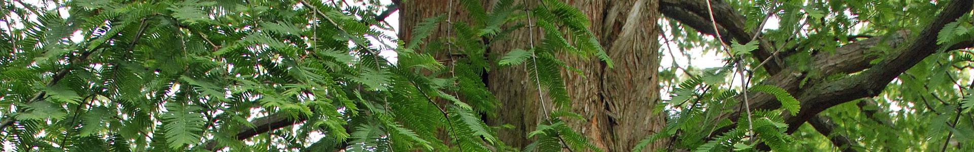 Arbres | Minier Solution Pro