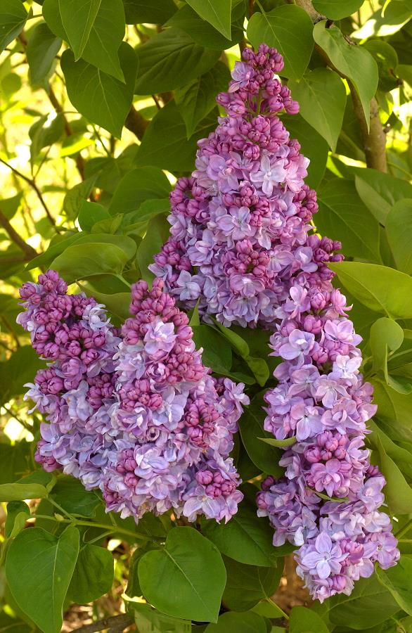 SYRINGA vulgaris 'KATHERINE HAVEMEYER' | Minier Solution Pro
