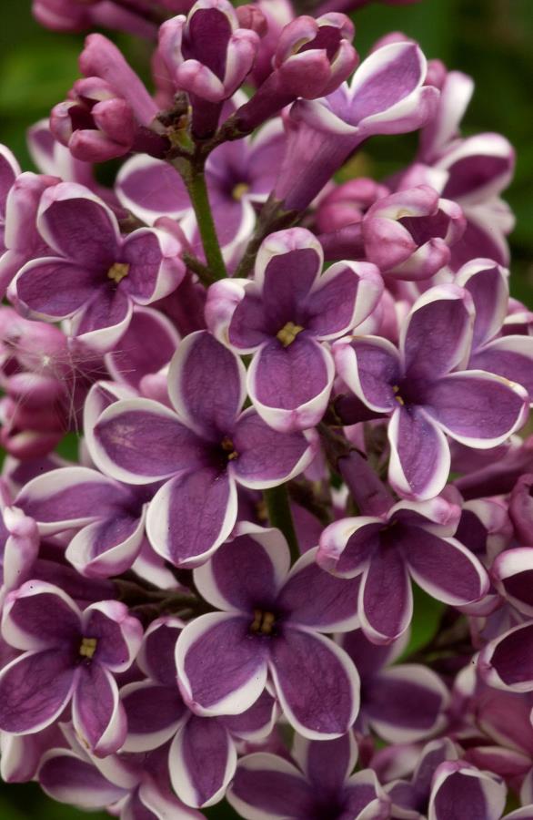 SYRINGA vulgaris 'SENSATION' | Minier Solution Pro