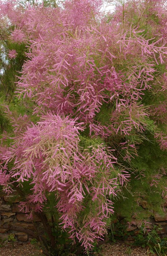 TAMARIX ramosissima VT | Minier Solution Pro