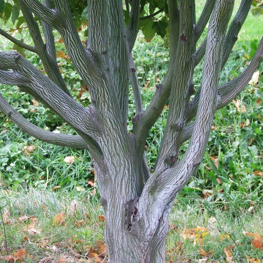 ACER davidii VIPER (R) 'Mindavi' | Minier Solution Pro