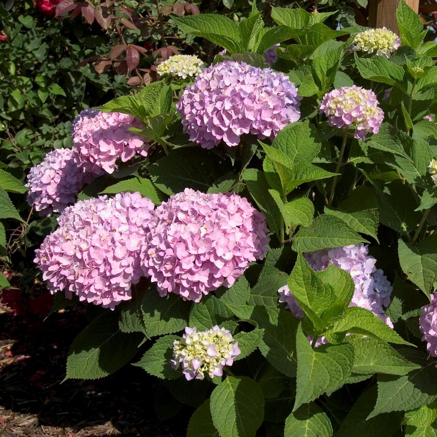 HYDRANGEA macrophylla ENDLESS SUMMER (R) 'Bailmer' (ROSE) | Minier ...