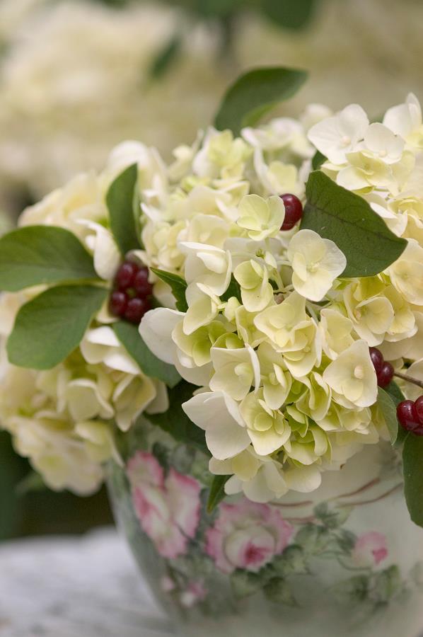 HYDRANGEA macrophylla ENDLESS SUMMER (R) 'Blushing Bride' cov | Minier ...