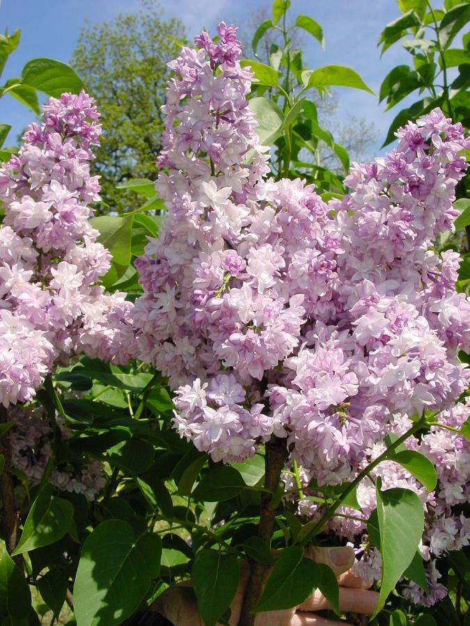 SYRINGA vulgaris ROSE DE MOSCOU (R) 'Minkarl' cov | Minier Solution Pro