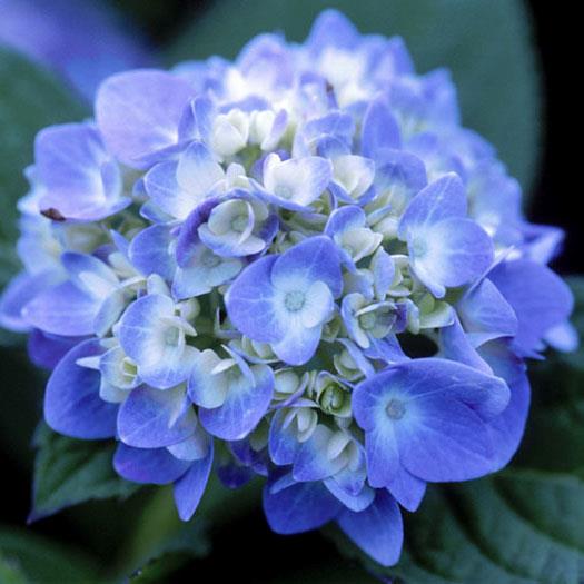 HYDRANGEA macrophylla ENDLESS SUMMER (R) 'Bailmer' (BLEU) | Minier ...