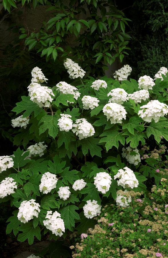 HYDRANGEA quercifolia | Minier Solution Pro