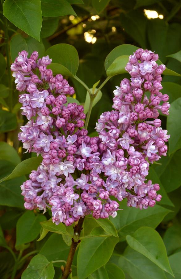 SYRINGA vulgaris 'BELLE DE NANCY' | Minier Solution Pro