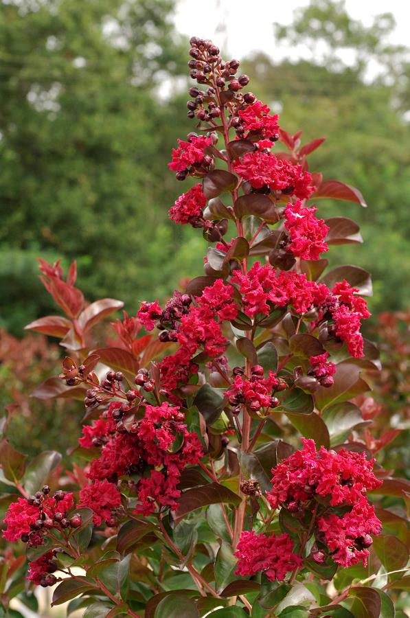 LAGERSTROEMIA indica DYNAMITE 'Whit II' | Minier Solution Pro