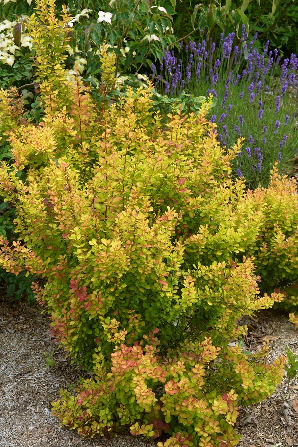 BERBERIS thunbergii ORANGE TORCH (R) | Minier Solution Pro