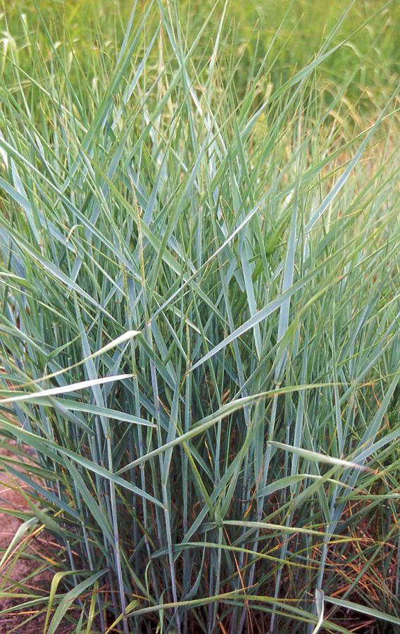 PANICUM virgatum 'PRAIRIE SKY' | Minier Solution Pro