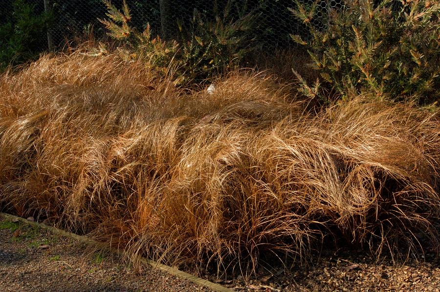 CAREX comans 'BRONZE FORM' | Minier Solution Pro