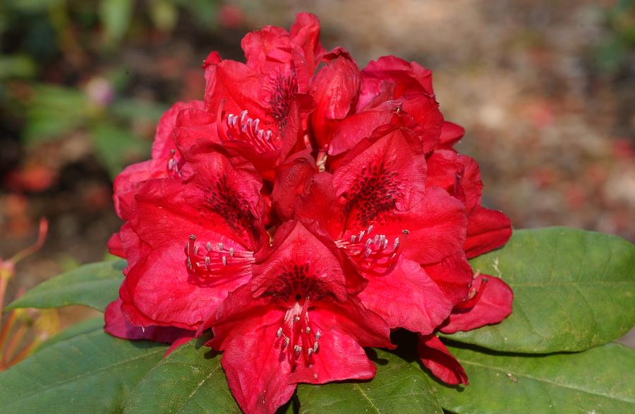 RHODODENDRON hybride 'LORD ROBERTS' | Minier Solution Pro