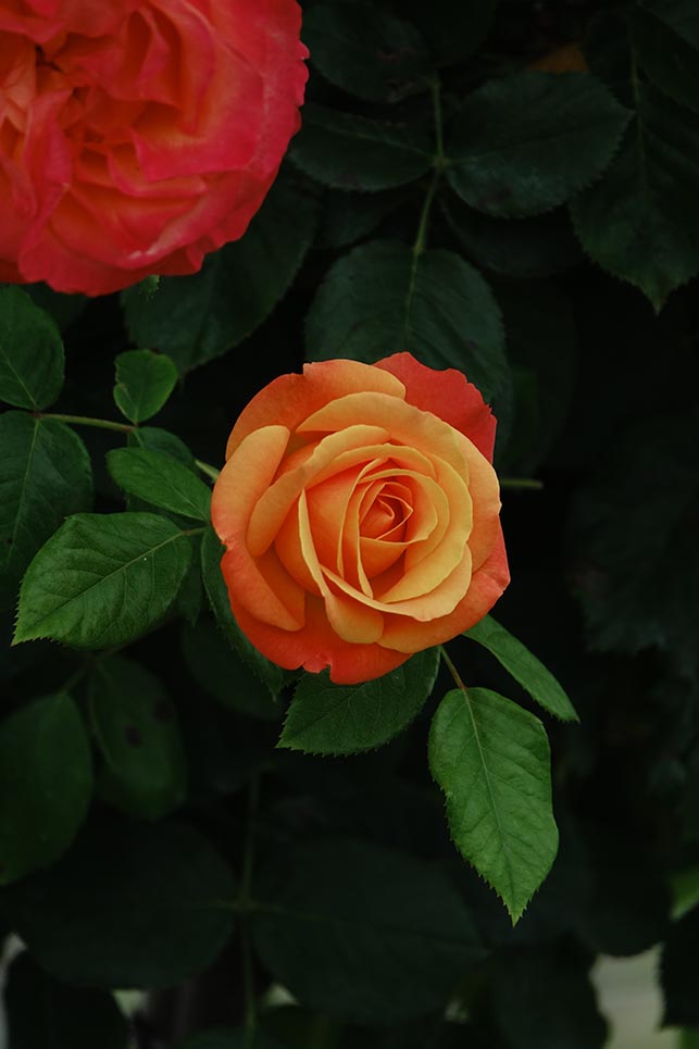 ROSIER IBIZA (R) 'Intercomanje' | Minier Solution Pro