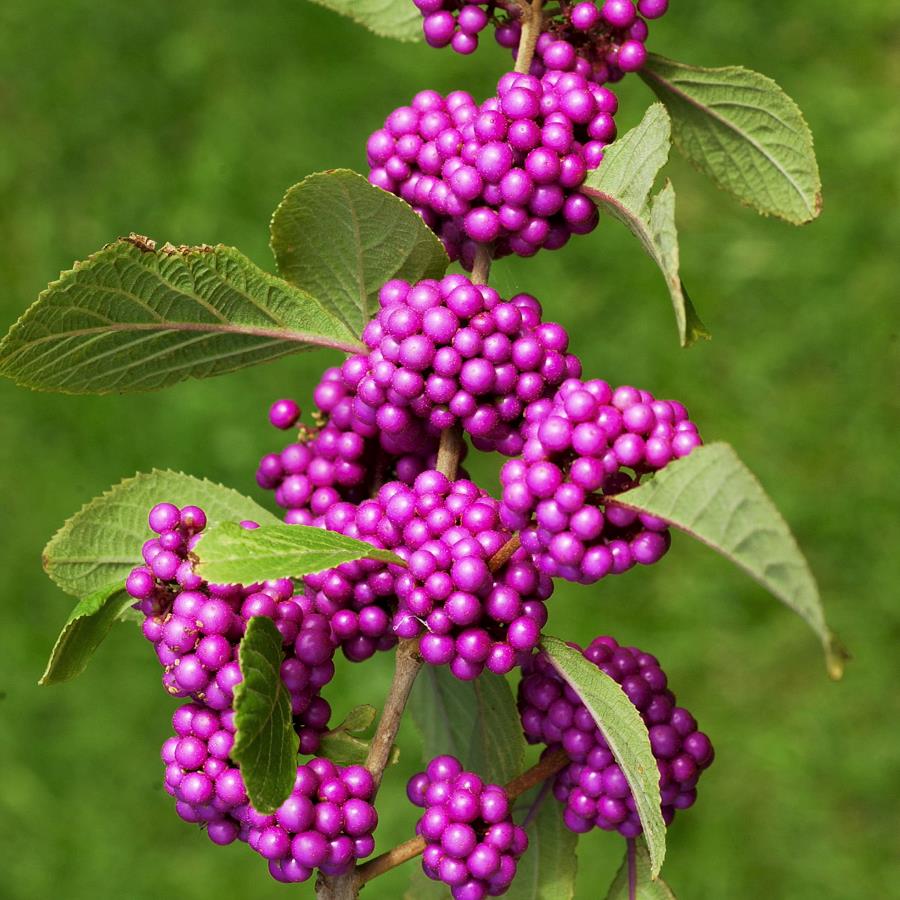 CALLICARPA