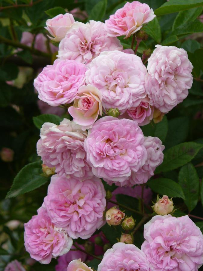ROSIER