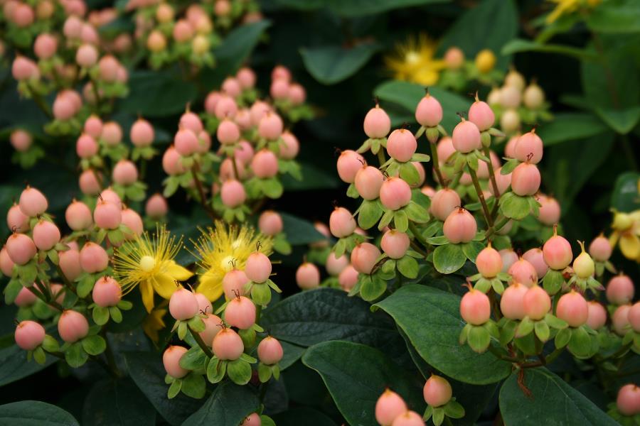 HYPERICUM x inodorum MAGICAL (R) BEAUTY 'Kolmbeau' cov | Minier ...