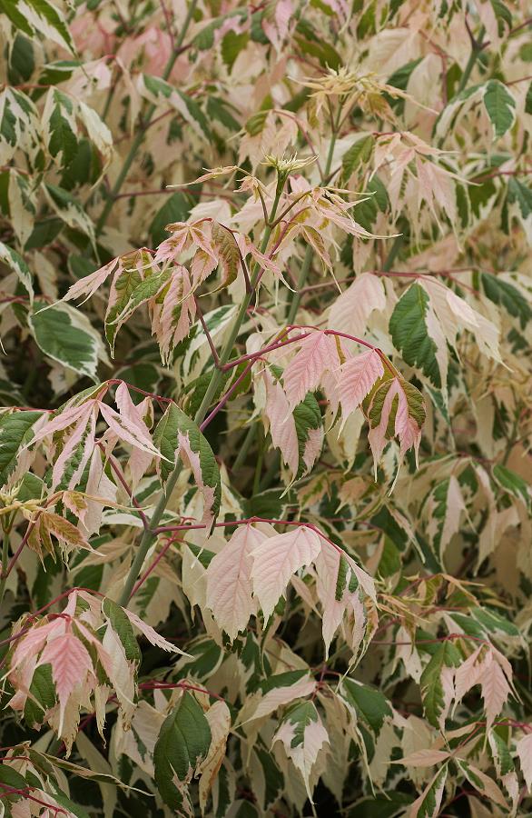 ACER negundo 'FLAMINGO' | Minier Solution Pro
