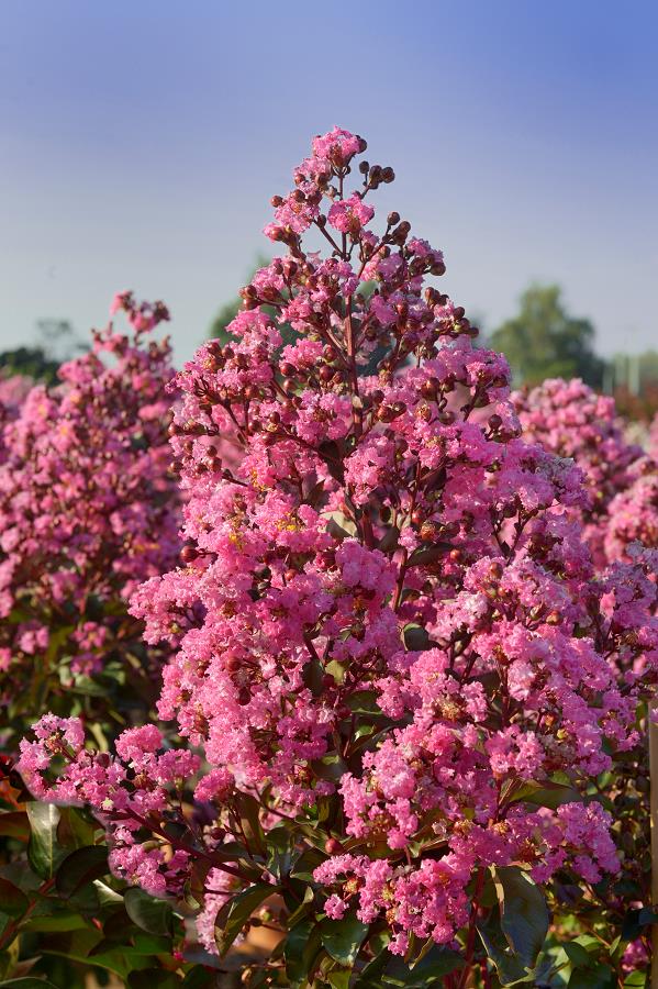 LAGERSTROEMIA