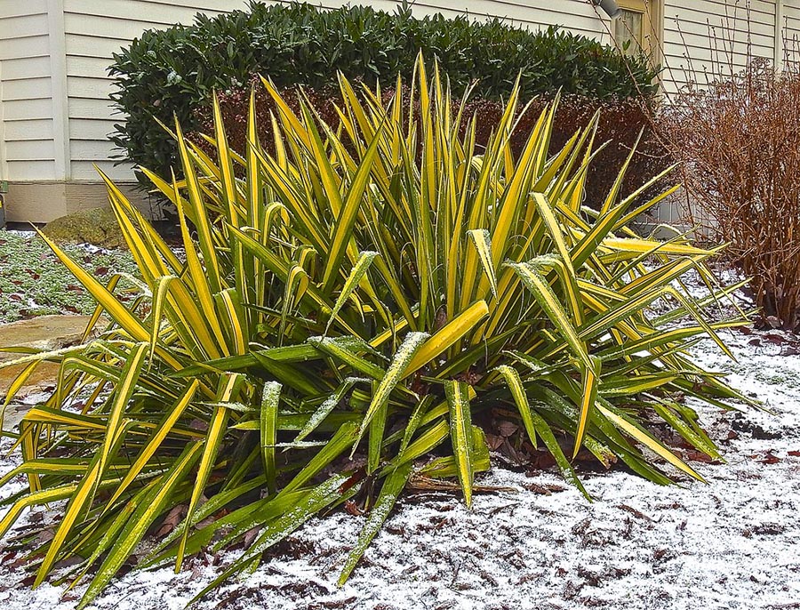 YUCCA filamentosa 'GOLDEN SWORD' | Minier Solution Pro