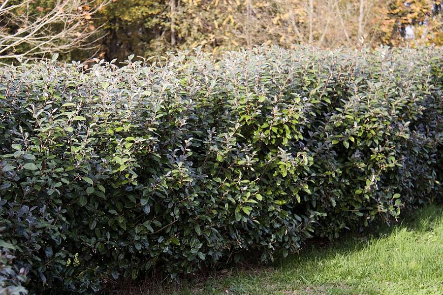 ELAEAGNUS x ebbingei 'COMPACTA' | Minier Solution Pro