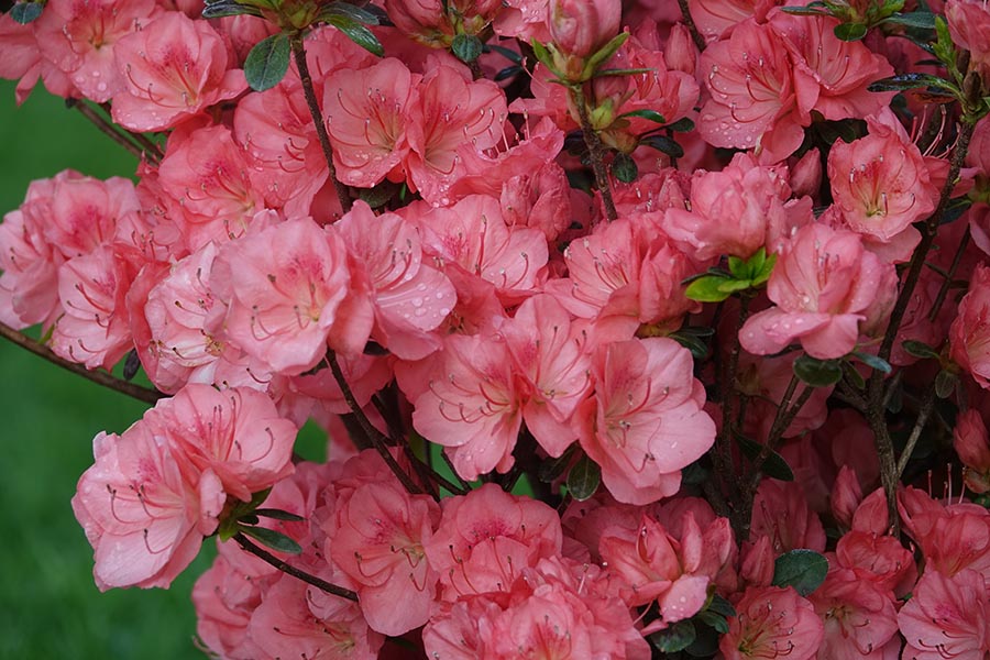 AZALEA japonica FLASH DANCE (R) SALMON 'Minsam7' cov | Minier Solution Pro