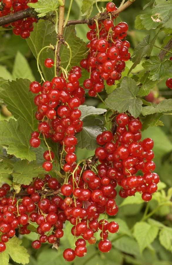 RIBES rubrum 'ROVADA' | Minier Solution Pro