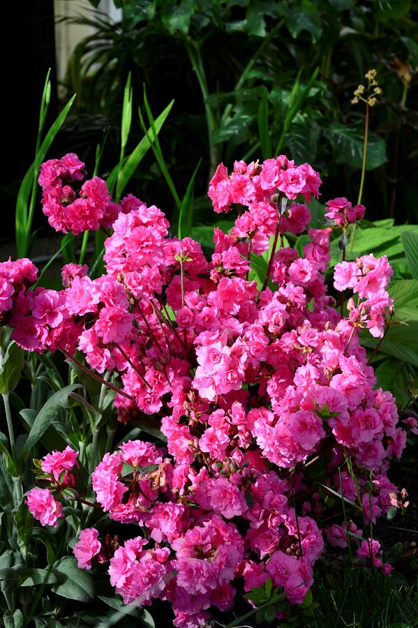 AZALEA japonica WALBERTON'S (R) PINK RUFFLES 'Walpinruf' cov | Minier ...