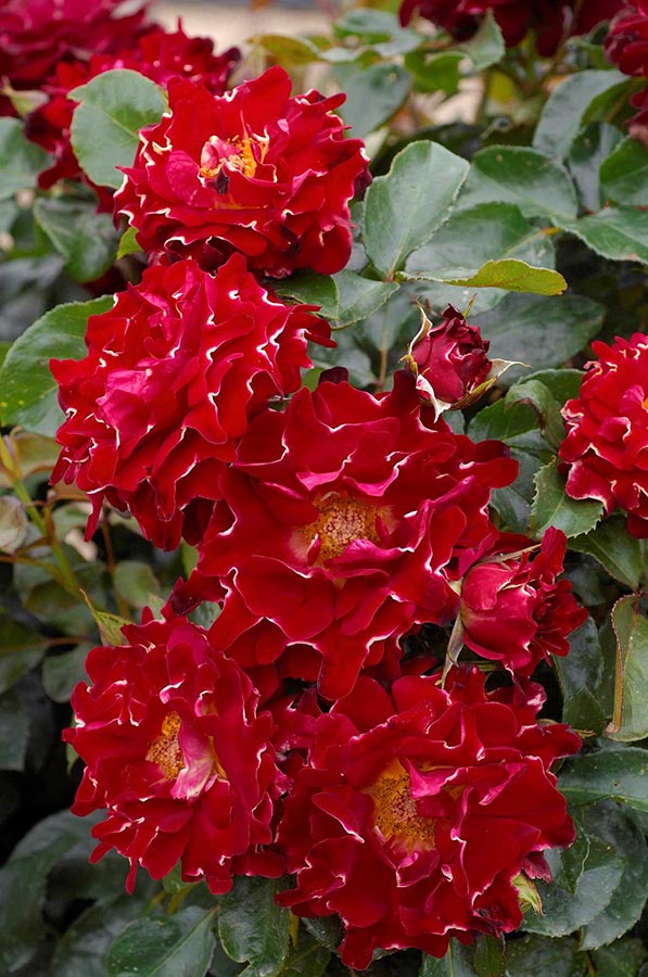 ROSIER RED LADY RUFFLES (R) 'Interruffydalred' | Minier Solution Pro