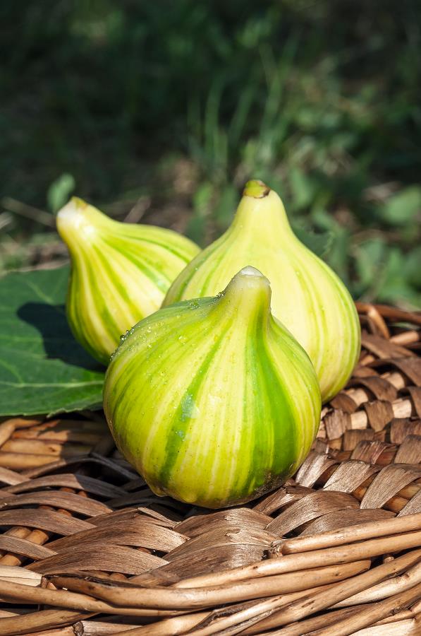 FICUS carica 'PANACHE' | Minier Solution Pro