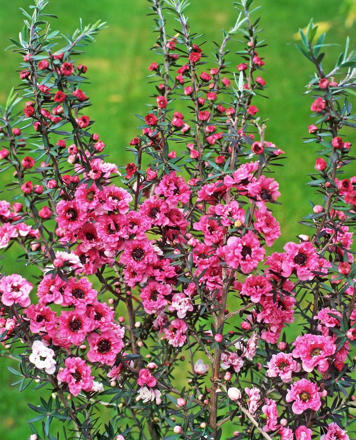 LEPTOSPERMUM