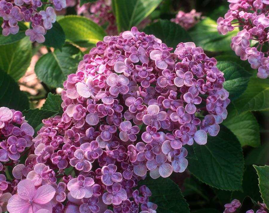 HYDRANGEA macrophylla 'AYESHA' | Minier Solution Pro