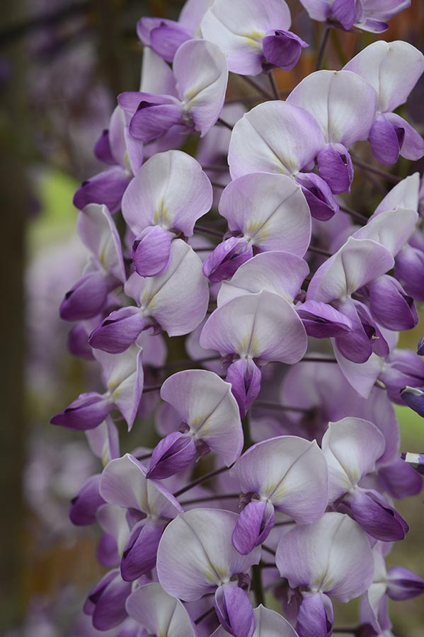 WISTERIA x venusta GRANDE DIVA (R) BARBARA 'MinwiKB25' cov | Minier ...