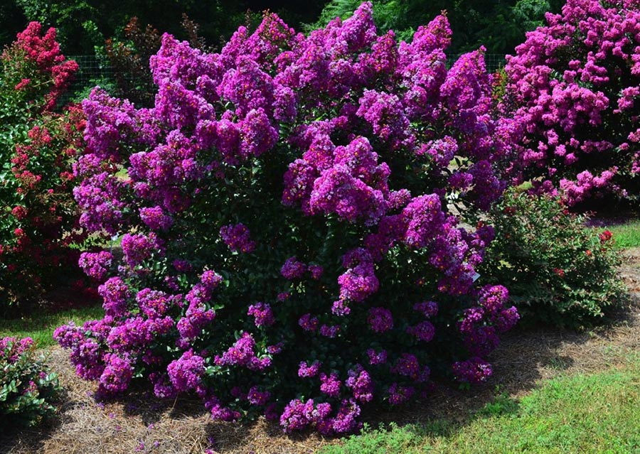 LAGERSTROEMIA FE (R) 'Purple magic' | Minier Solution Pro