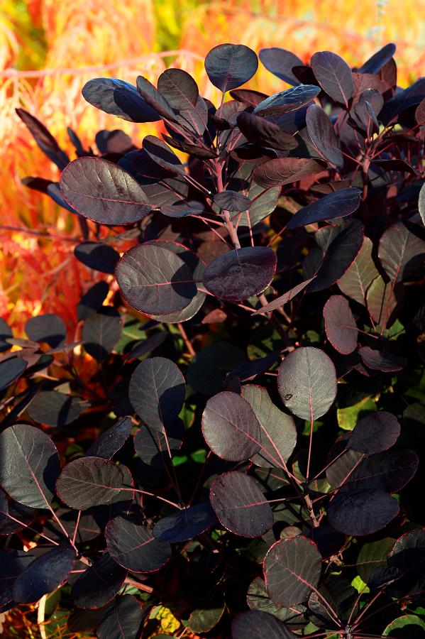 COTINUS coggygria 'Lilla' cov | Minier Solution Pro