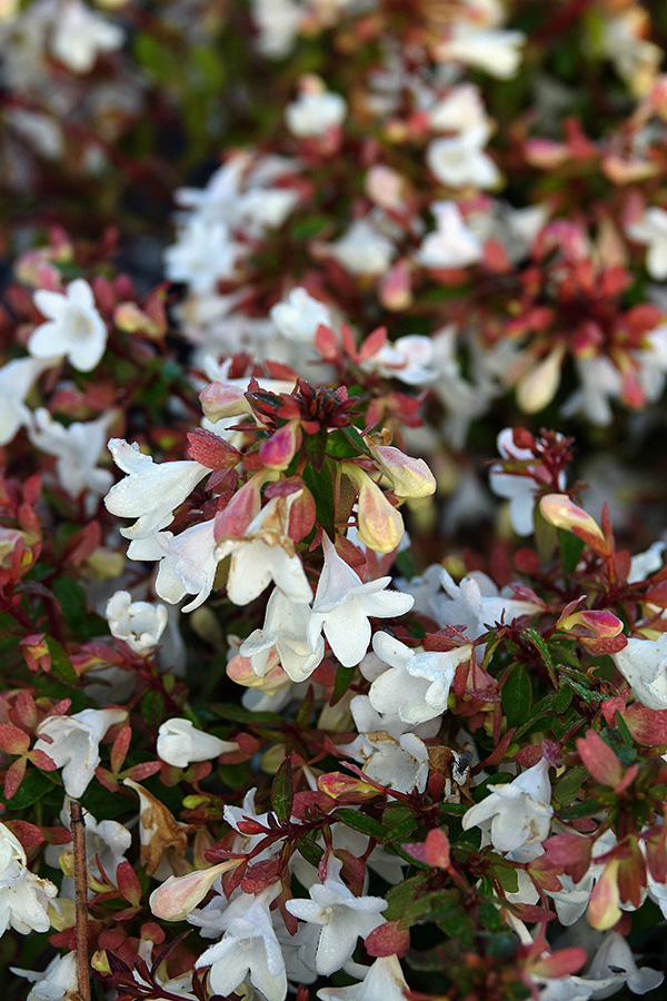 ABELIA x grandiflora CRISTAL CHARM (R) 'Minabcris01' cov | Minier ...