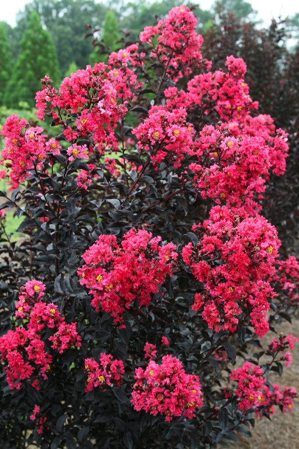 LAGERSTROEMIA FE (R) MIDNIGHT MAGIC (R) 'Piilag V' cov | Minier ...