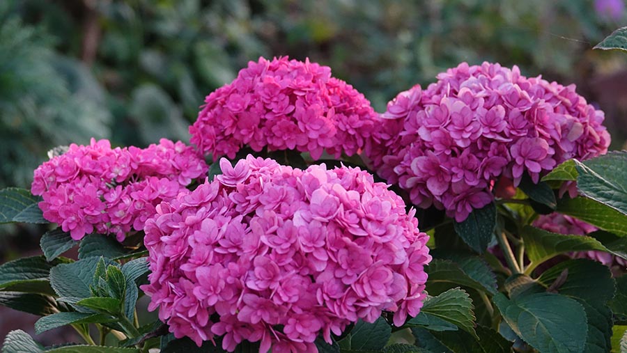 HYDRANGEA macrophylla STELLAR (R) ROSE 'Kamosere Gokigenyo' cov | Minier Solution Pro