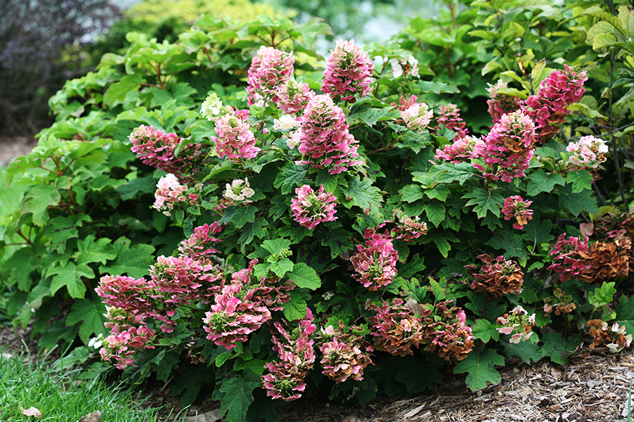 HYDRANGEA quercifolia 'Ruby Slippers' | Minier Solution Pro