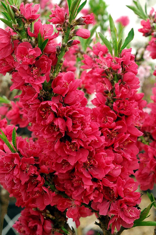 PRUNUS persica 'RED PEACHY' | Minier Solution Pro