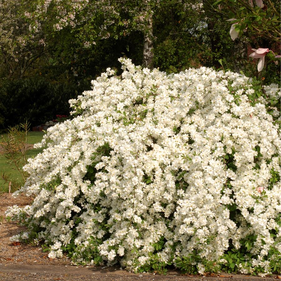 EXOCHORDA x macrantha 'THE BRIDE' | Minier Solution Pro
