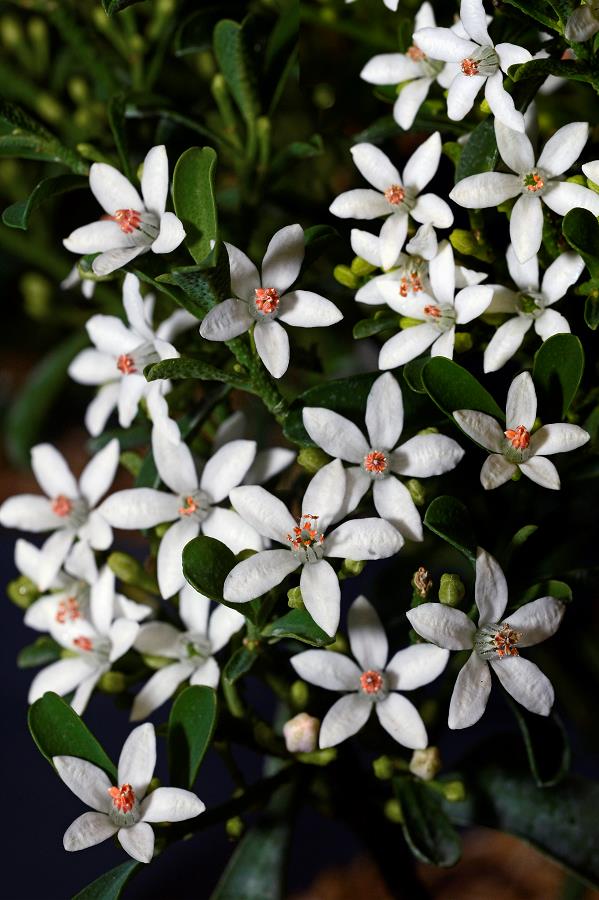 ERIOSTEMON myoporoides | Minier Solution Pro