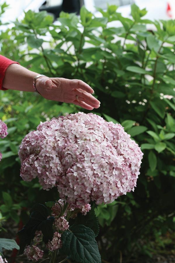 HYDRANGEA arborescens PW (R) SWEET ANNABELLE (R) 'Ncha4' cov | Minier Solution Pro