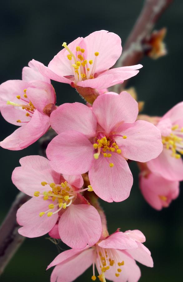 PRUNUS kurilensis 'RUBY' | Minier Solution Pro