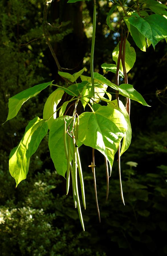 CATALPA