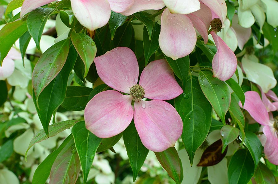 CORNUS x hongkongensis 'Parc de Haute Bretagne' cov | Minier Solution Pro