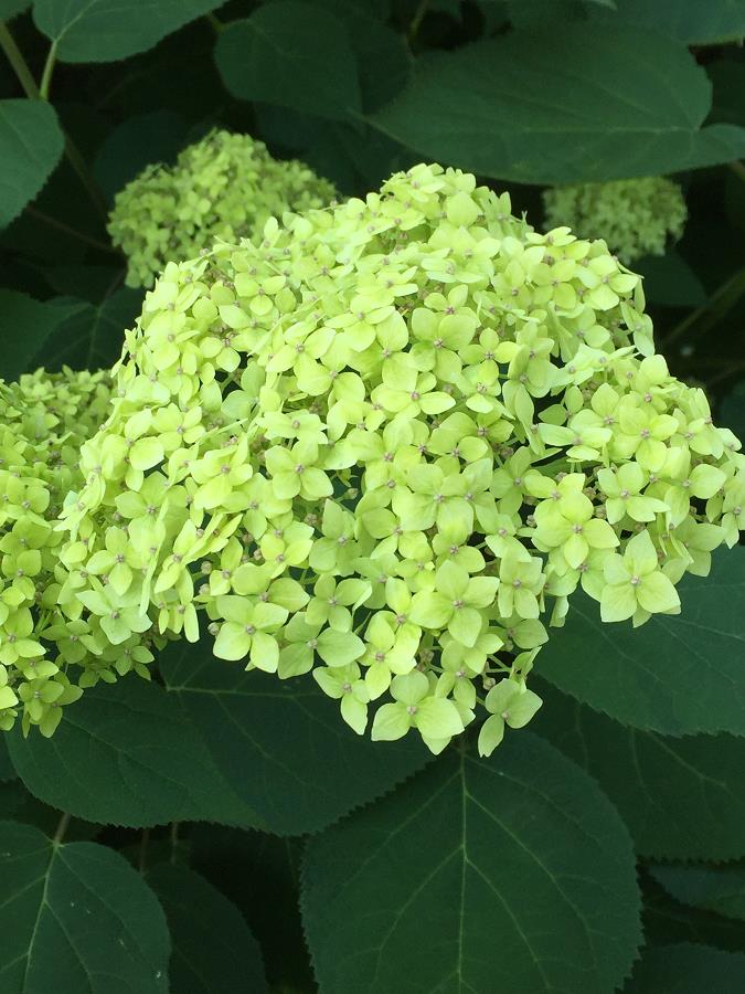 HYDRANGEA arborescens PW (R) LIME RICKEY 'SMNHARL' cov | Minier ...