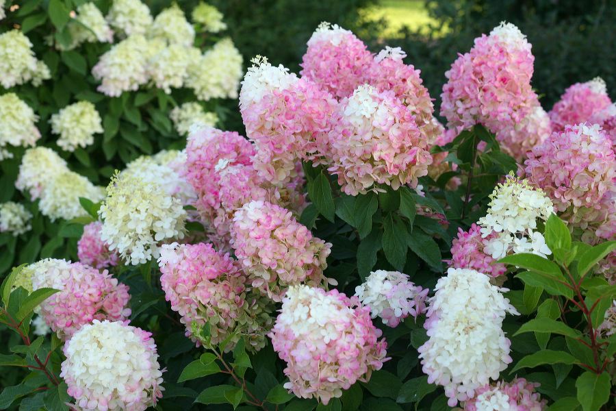 HYDRANGEA paniculata PW (R) PINKACHU (R) 'SMHPPINKA' cov | Minier Solution Pro