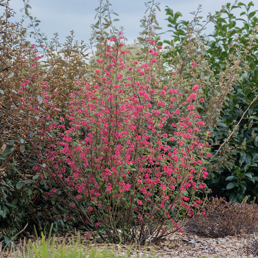 RIBES sanguineum AMORE (R) 'Annys 2003' cov | Minier Solution Pro