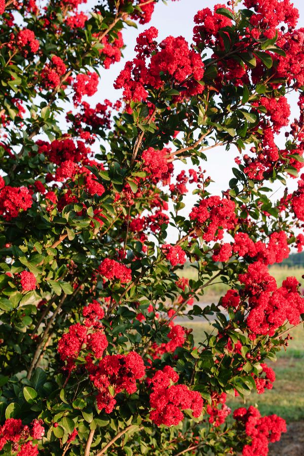 LAGERSTROEMIA FE (R) RUFFLED RED MAGIC (R) 'Piilag VII' cov | Minier ...