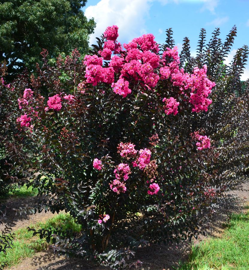 LAGERSTROEMIA FE (R) TWILIGHT MAGIC (R) 'Piilag VIII' | Minier Solution Pro